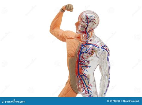 Isolated Human Anatomy Model. Stock Photo - Image of medicine, male ...