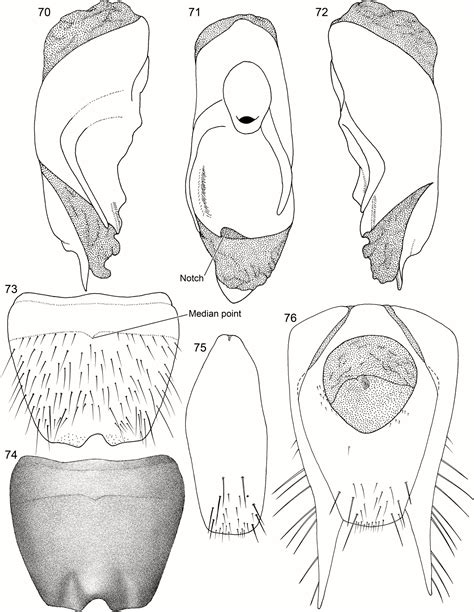 Revision Of The New World Species Of Oedichirus Coleoptera