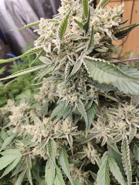 Strain Gallery Durban X C99 Brothers Grimm Pic 25327 By Brothers Grimm