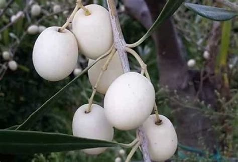 White Olives A Rare Variety Of Olive Originating From Ancient Magna