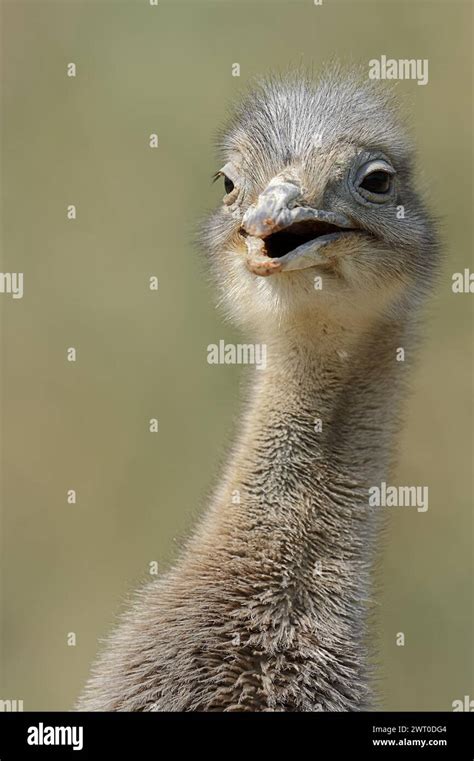 Darwins Rhea Pterocnemia Pennata Portrait Patagonia Chile Stock