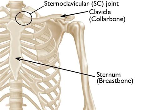 Sternum Bone Anatomy Function And Conditions