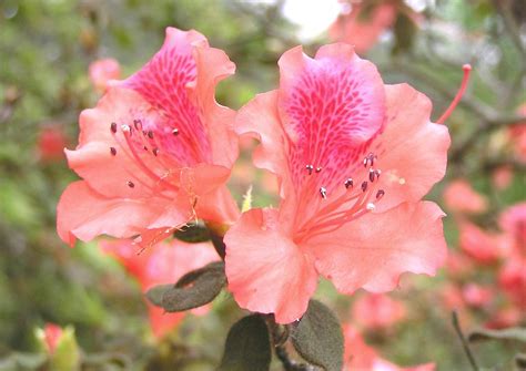 Rhododendron Oldhamii Yangmingshan National Flickr