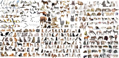 Psd免抠飞禽走兽宠物猫狗下载【id1152343895】undefined