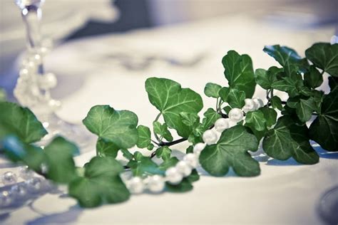 Dukning Murgröna Och Pärlor Bröllopsguiden