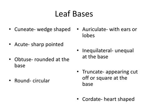 Ppt Common Leaf Shapes Powerpoint Presentation Free Download Id