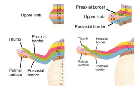 Brachial Plexus Flashcards Quizlet