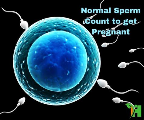Normal Sperm Count To Get Pregnant
