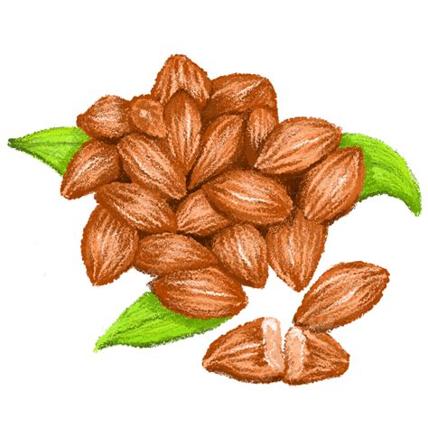 노 이 즈 핸드 드로잉 일러스트 아몬드 일 러 스 트 영양 아몬드 창의 적 인 아몬드 건강 보양 식 Png 일러스트 및