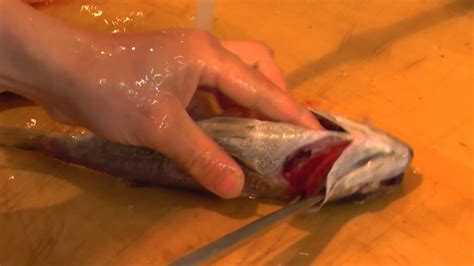 魚のエラを取る Youtube