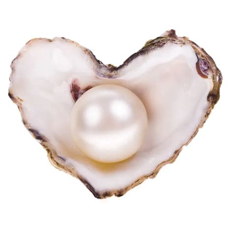 ᐈ Shells With Pearls Stock Pictures Royalty Free Sea Shell Pearl