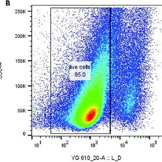 Overview Of The Experimental Setup SILAC Labeled NK92 MI Cells Are