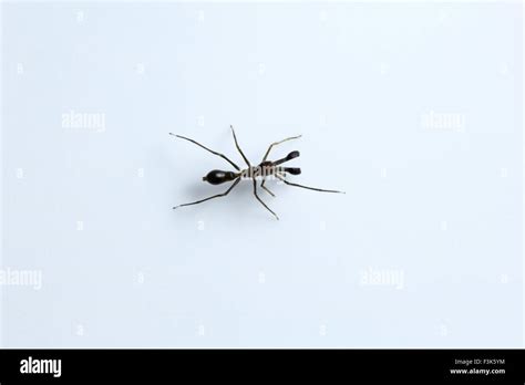 Ant Mimicking Spider Myrmarachne Sp Salticidae Bangalore India