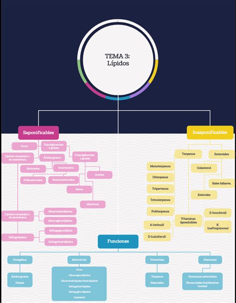 Esquema Y Glosario Lípidos Esquemas Y Mapas Conceptuales De Biología