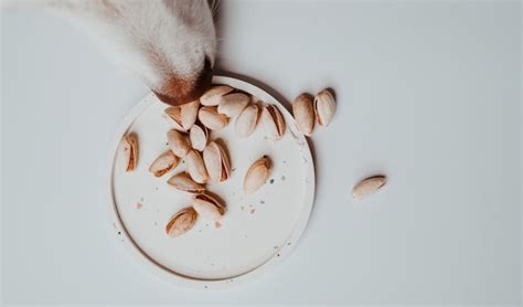 Nut Dangers To Dogs — Concord Pet Foods And Supplies Delaware