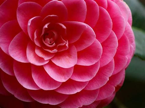 Discover The Symbolic Meaning Of Camellia Flowers Camellia Flower