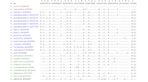 Alignment Of The Cytochrome B Sequence Obtained For The Four Specimens
