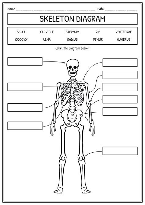 11 Human Skull Labeling Worksheet Artofit