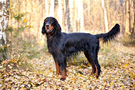 Setter Dogs Irish English And Gordon Info And Pictures Dogbible
