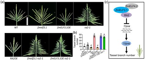 研究揭示调控玉米雄穗分支数目的分子机制—新闻—科学网