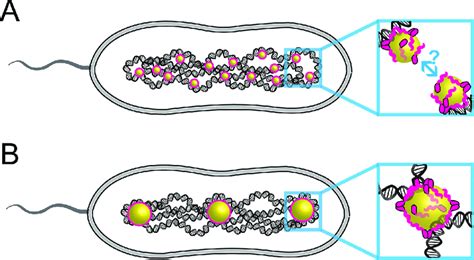 Model For The Role Of Algp In Granule Biogenesis A Algp Tethers