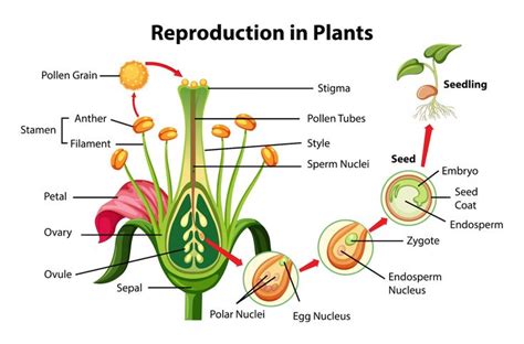Reproduction In Plants Diagram Free Vector Plants Biology Plants Plant Science