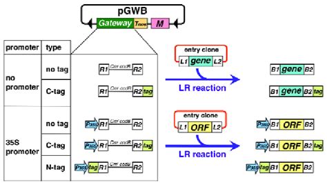 Cloning Into Pgwb By Lr Reaction The Gateway Region In Pgwb Top Of Download Scientific