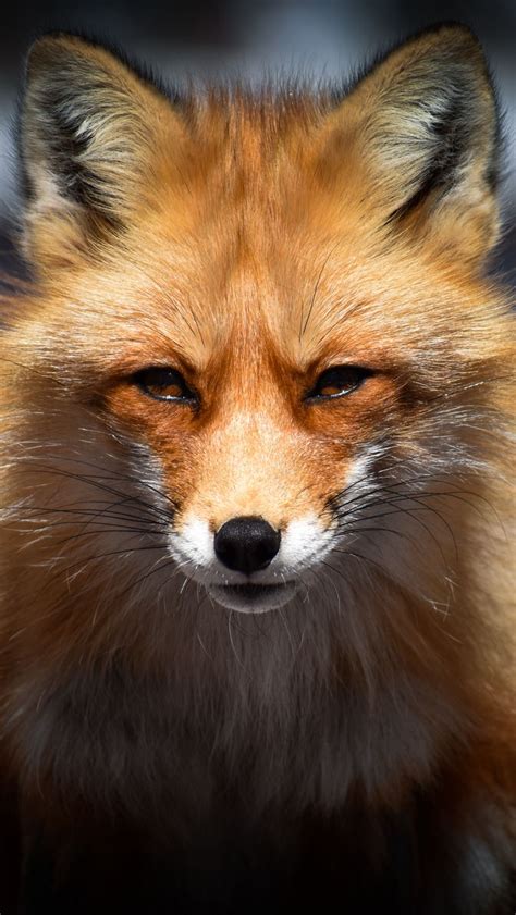 Predator Face Wallpaper