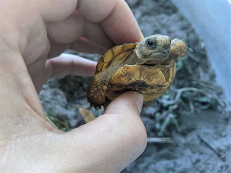 Gopher Tortoise Hatchling Relocated From A Construction Site To A