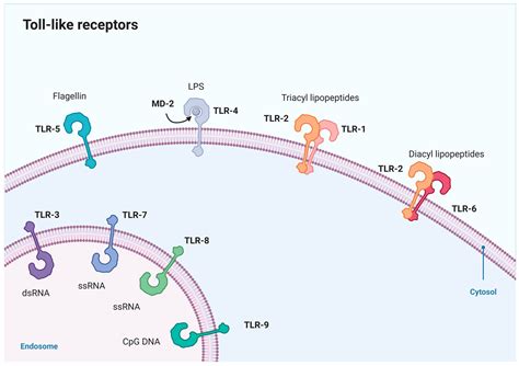 The Role Of Natural Products From Herbal Medicine In Tlr4 Signaling For