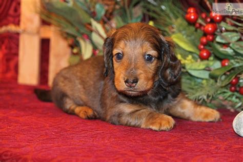 √√ Dachshund Puppies Texas Usa Buy Puppy In Your Area