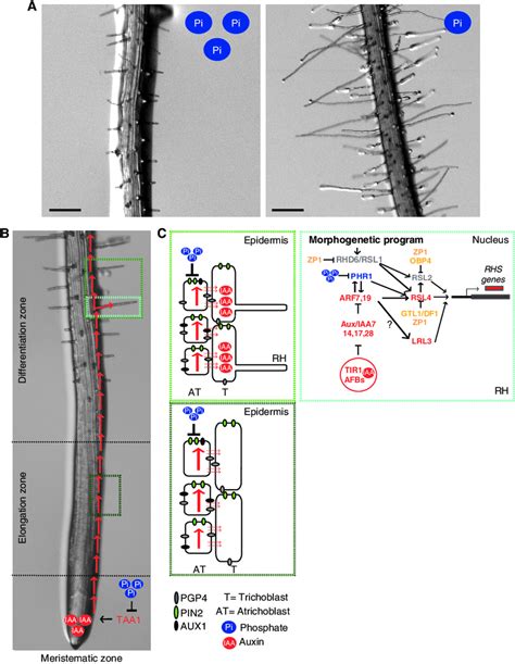 Low Phosphate Promotes Hair Root Growth A Detail Of The Root Hairs