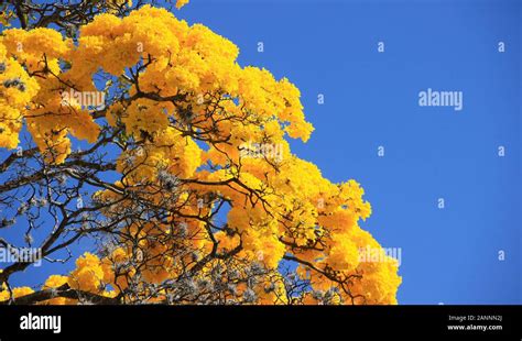 Yellow Blossom In Spring Tabebuia Chrysantha Or Araguaney The National