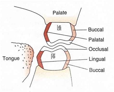 Tooth Surface Nomanclature Flashcards Quizlet