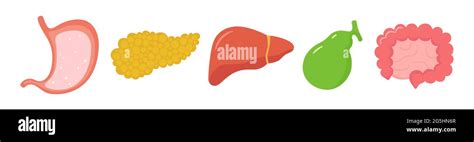 Organs Of The Gastrointestinal Tract Stomach Pancreas Liver Gallbladder Small And Large