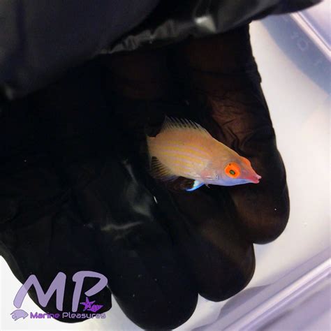 Pink Streaked Pygmy Wrasse Tiny Marine Pleasures