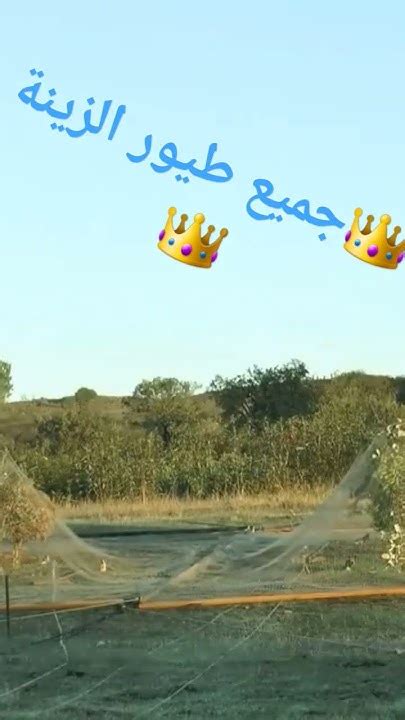 صيد⛔️ طائر 🐦 الحسون الملكي👑 في إسبانيا 🇪🇸🇪🇸💯💯 Youtube