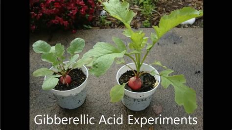 Gibberellic Acid Plant Hormones Experiment Youtube