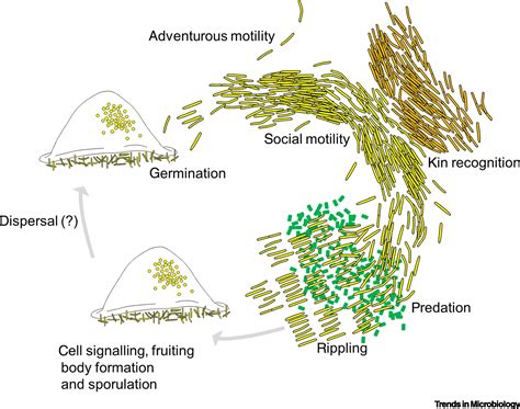 Fruiting Body