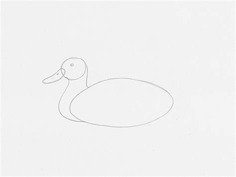 How To Draw Realistic Duck