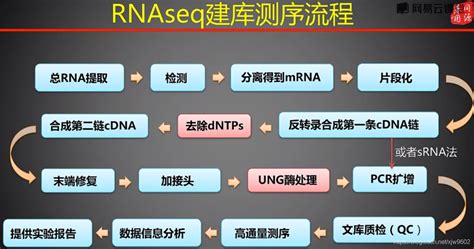 Rnaseq生物分析学习 Rna Seq实验rnaseq样本要求 Csdn博客