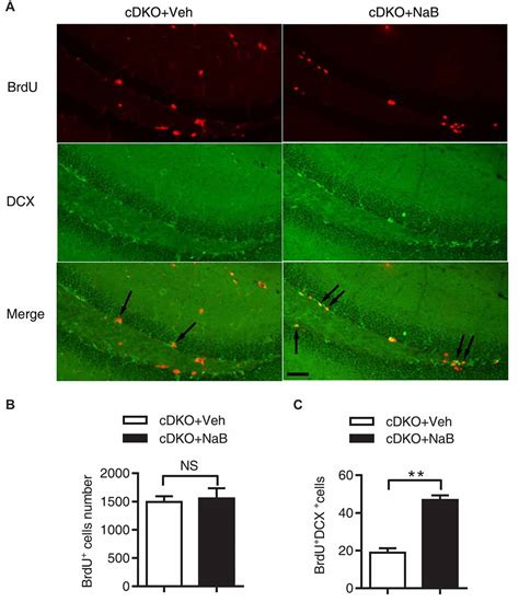 Frontiers Histone Deacetylase Inhibitor Alleviates The