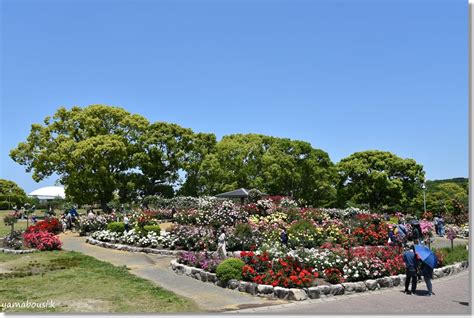 駕与丁公園 バラ園（2021） 新緑に囲まれて ヤマボウシのブログ