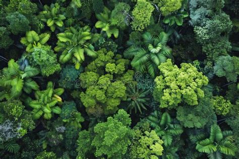 Aerial View Of A Rainforest Canopy With Various Tree Species Showing