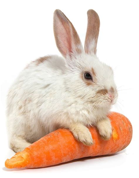 Can Rabbits Eat Carrots Daily Or Just As A Special Treat Rabbit