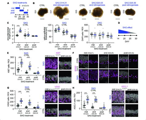 Experimental Stimulation Of Cell Proliferation For Mro Enlargement Download Scientific