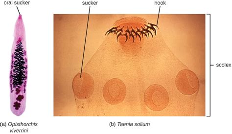 Parasitic Helminths Microbiology