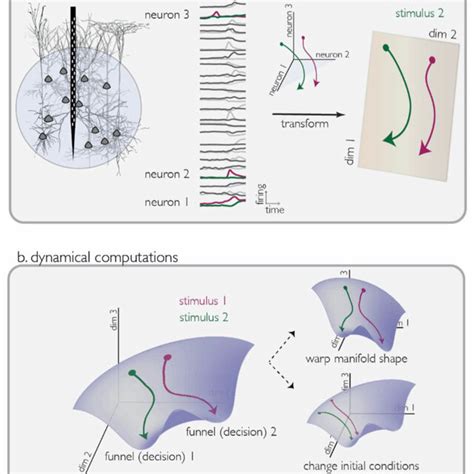 A Schematic Of Population Analysis Of Neural Activity Showing Download Scientific Diagram