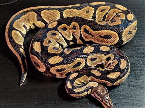 Adding The Mango Ball Python Gene Genetics And Species Morphmarket