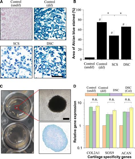 Deep Supercooling Preservation Of Stem Cell Spheroids For Chondral